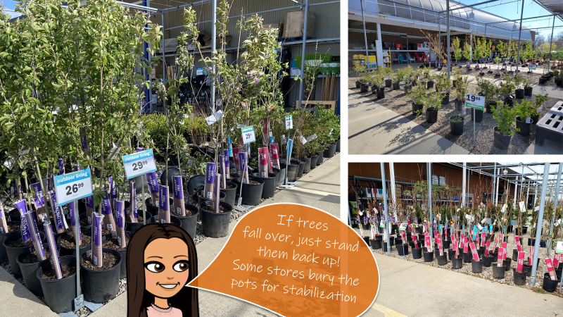 Tree & Shrub Merchandising