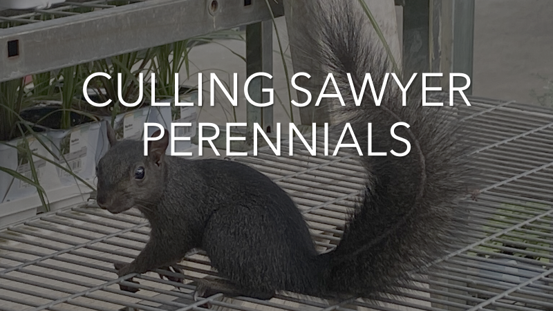 Cull and Clearance Process