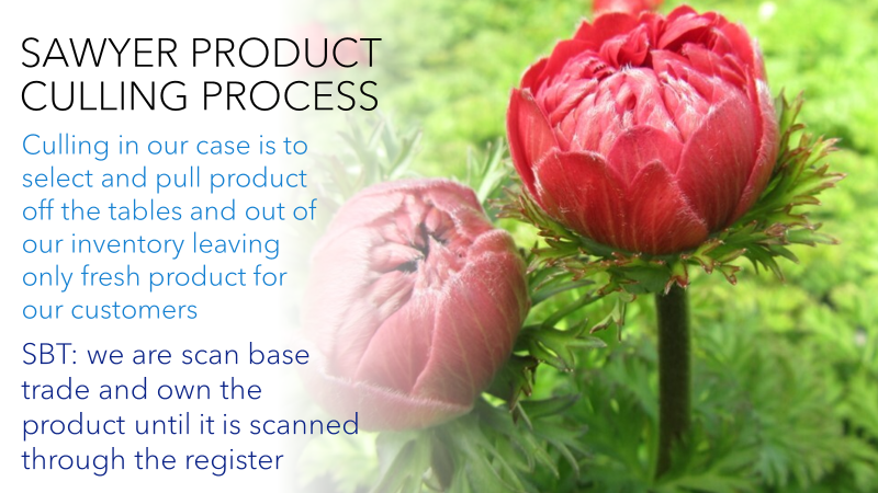 Cull and Clearance Process