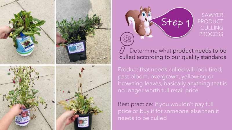 Cull and Clearance Process