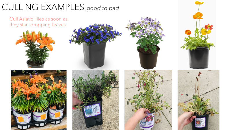 Cull and Clearance Process